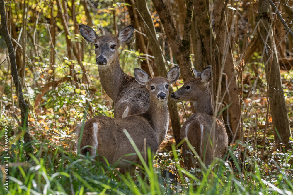 Female whitetail deer standing in group, mother and kids staying ...
