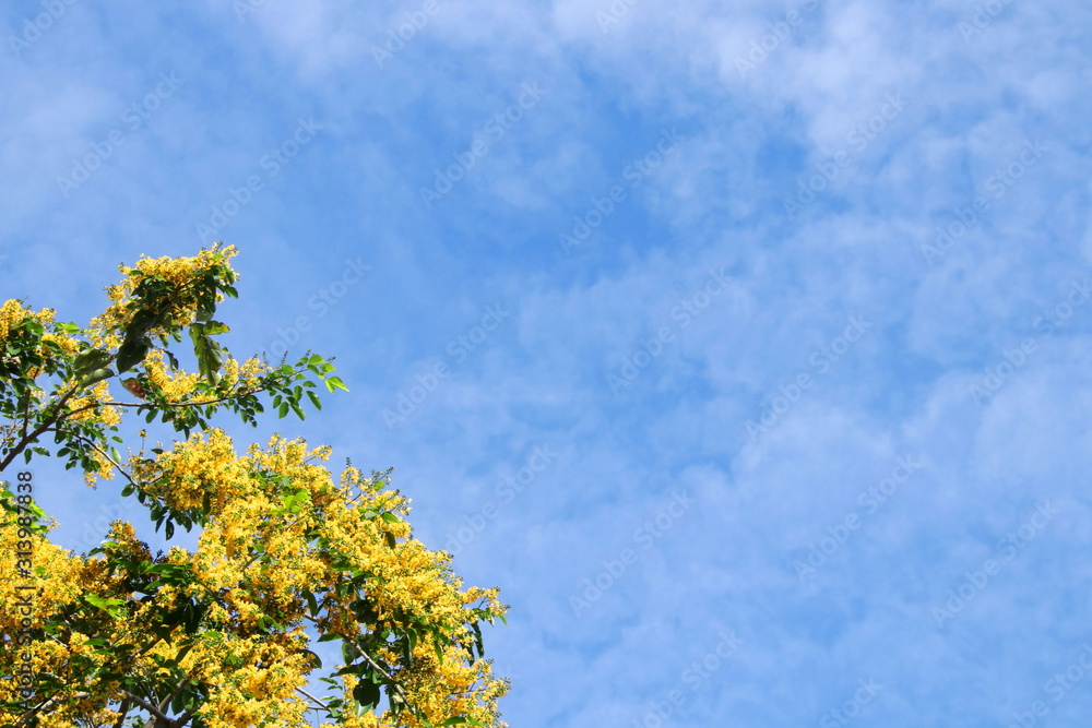 Yellow flowers of Burmese Ebony or Burma Padauk and blue sky background ...