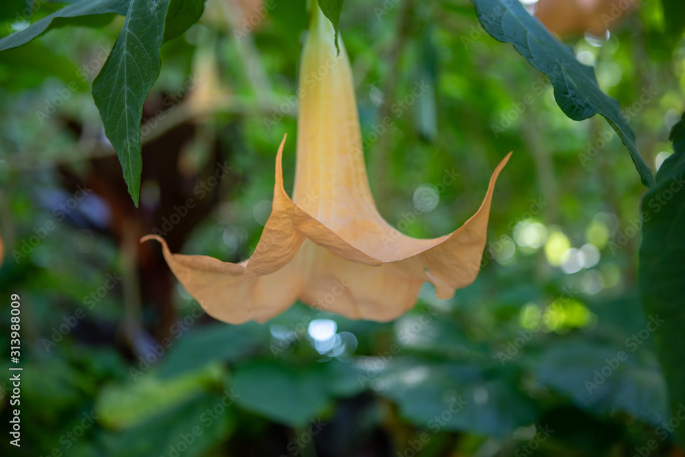Angel’s Trumpets Stock Photo | Adobe Stock