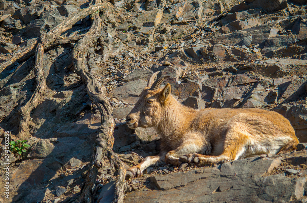 The West Caucasian tur (Capra caucasica syn Capra caucasica caucasica[2 ...