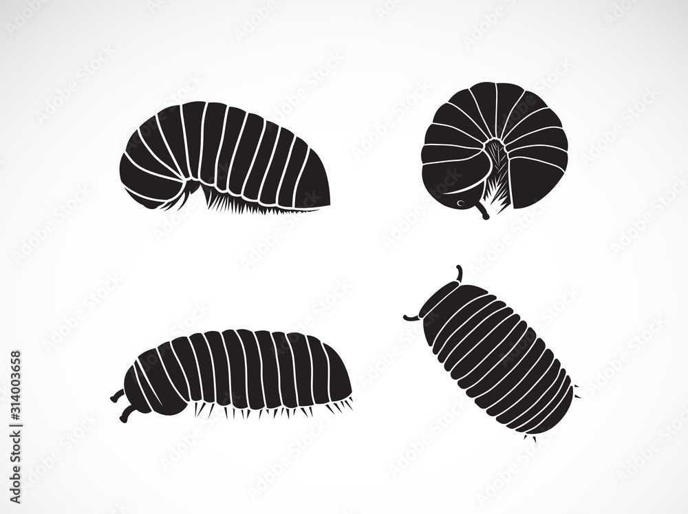 Vector of group of pill millipede worm(Oniscomorpha) isolated on a ...
