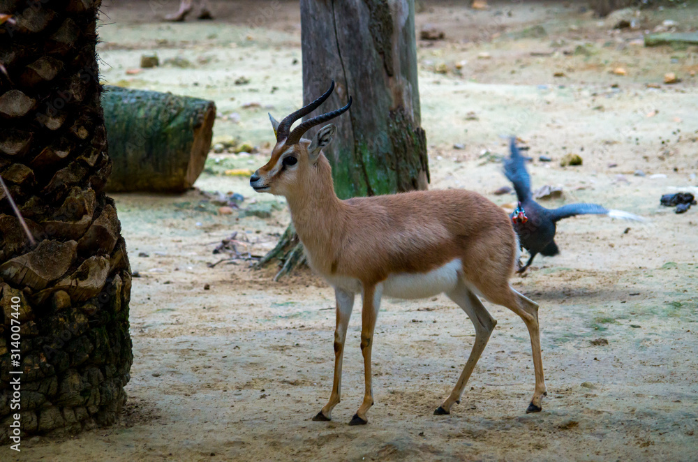 The dorcas gazelle (Gazella dorcas), also known as the ariel gazelle ...