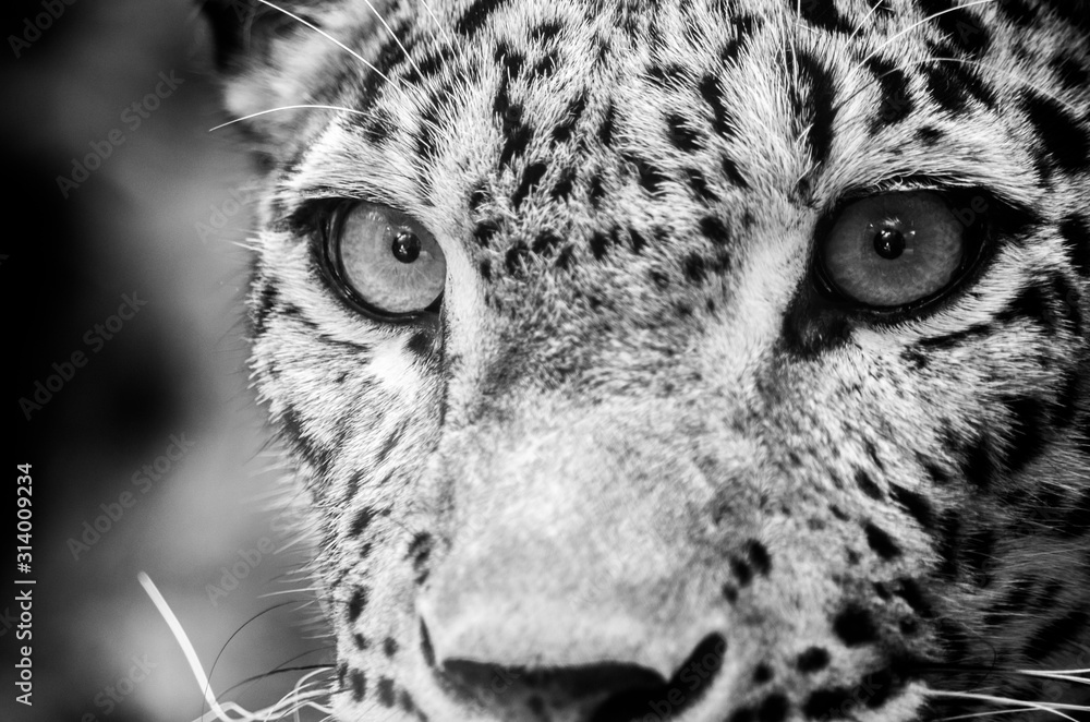 The Persian leopard (Panthera pardus tulliana), also known as Caucasian ...