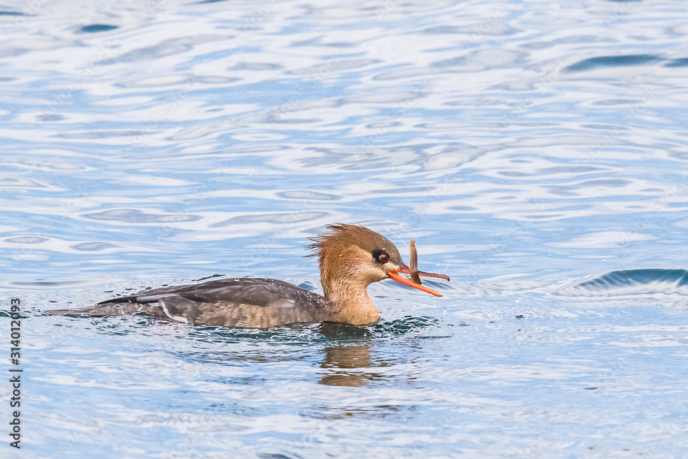 Red Breasted Merganser Hen