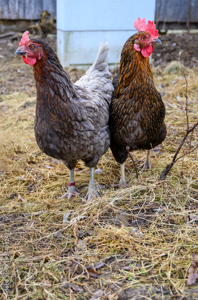 Huhn im Hühnerstall auf Stroh Stock Photo | Adobe Stock