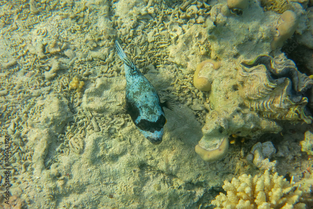 Masked Puffer fish in the Red Sea. Active leisure, scuba diving ...