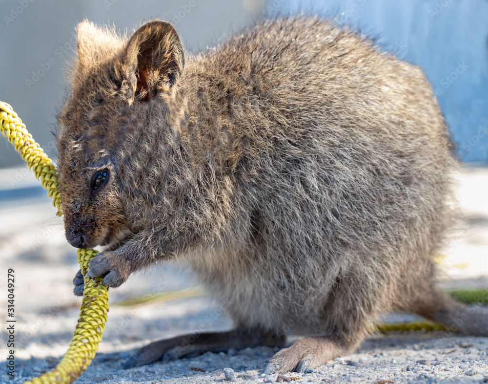 Rottnest Island Quokka eating a pine needle Stock Photo | Adobe Stock