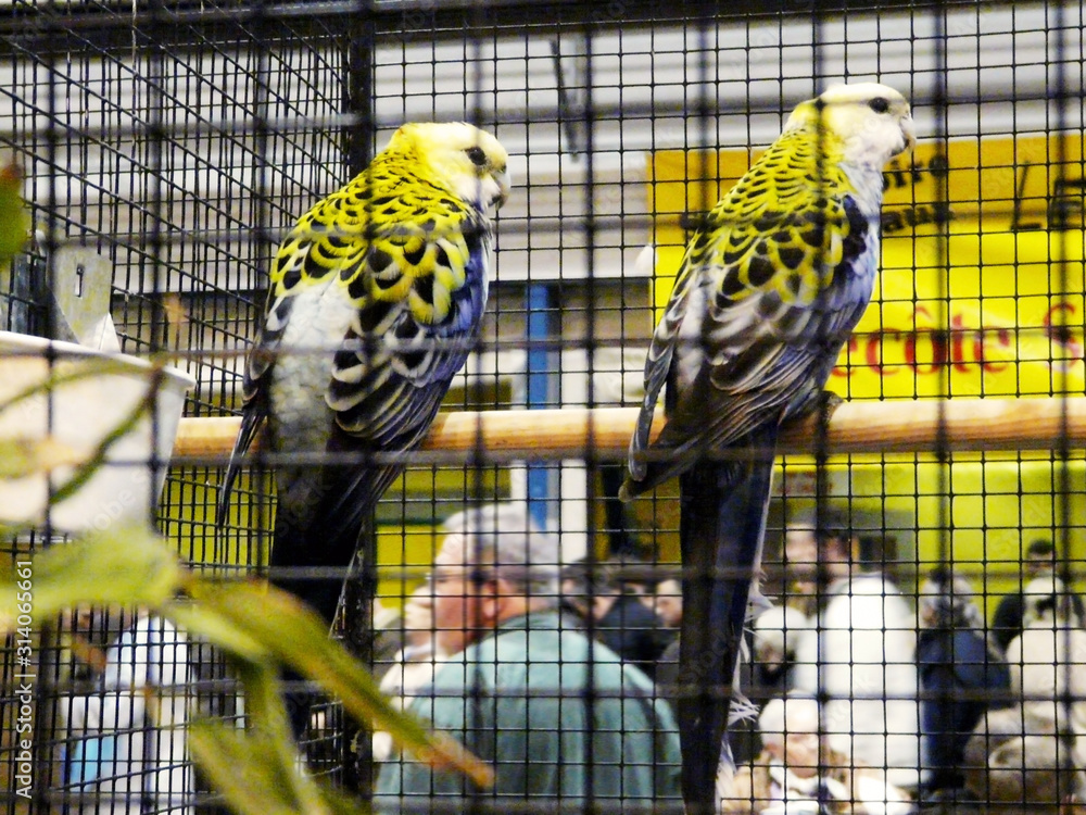 Two budgies colored bird platycercus eximius - platycercus; selected ...