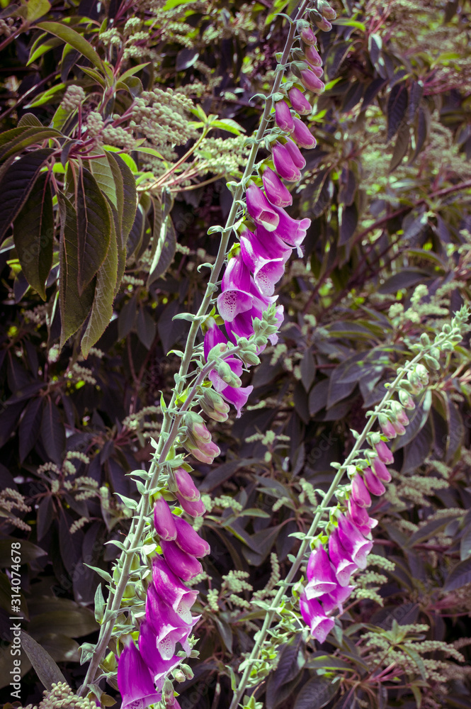 Giftiger Fingerhut Stock Photo | Adobe Stock