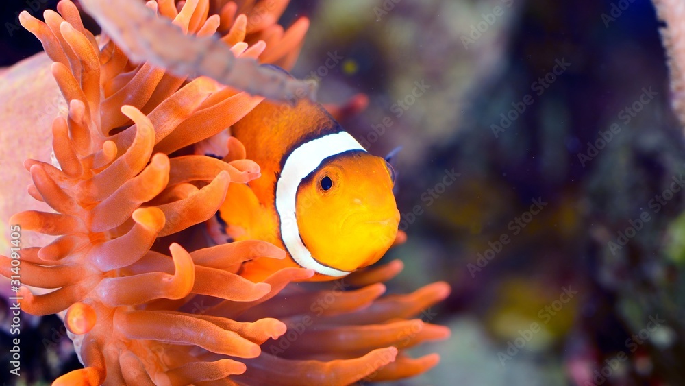 Amphiprion ocellaris clownfish in marine aquarium. Orange corals in the ...