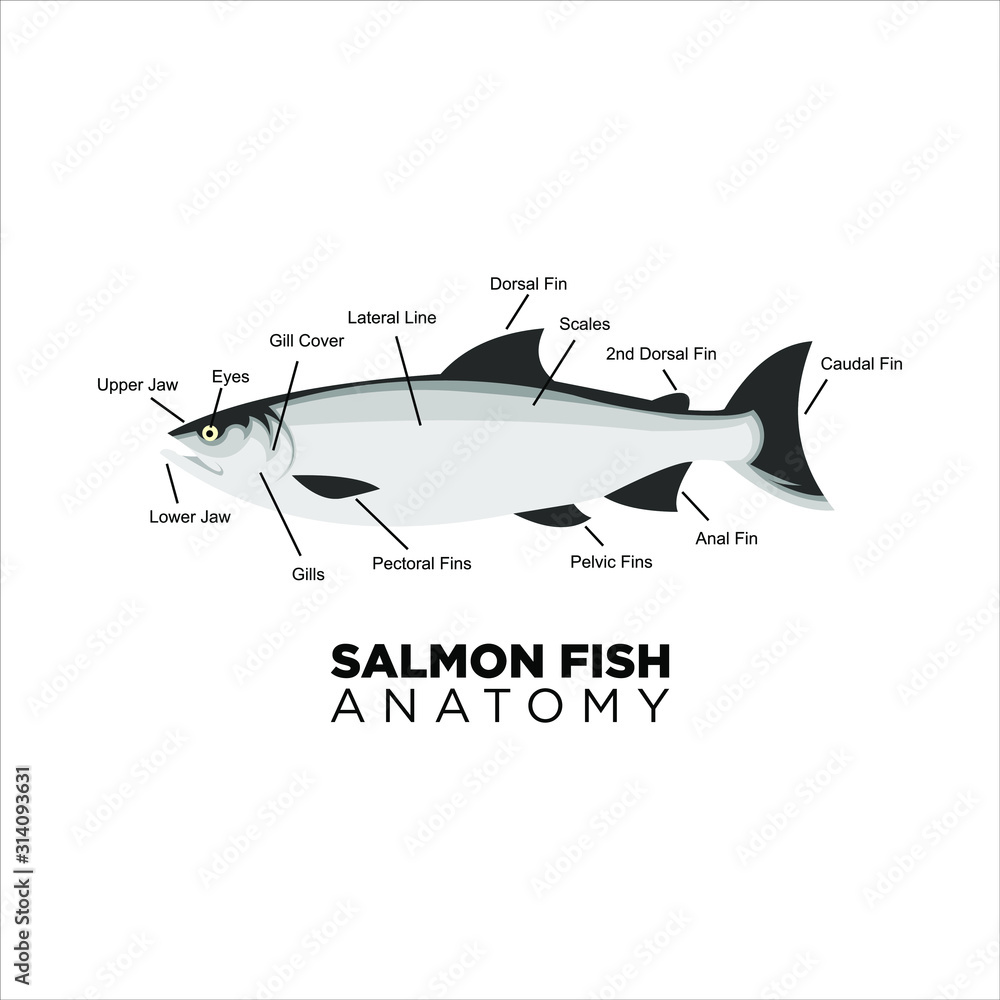 salmon fish anatomy for education vector. print art or sticker animal ...