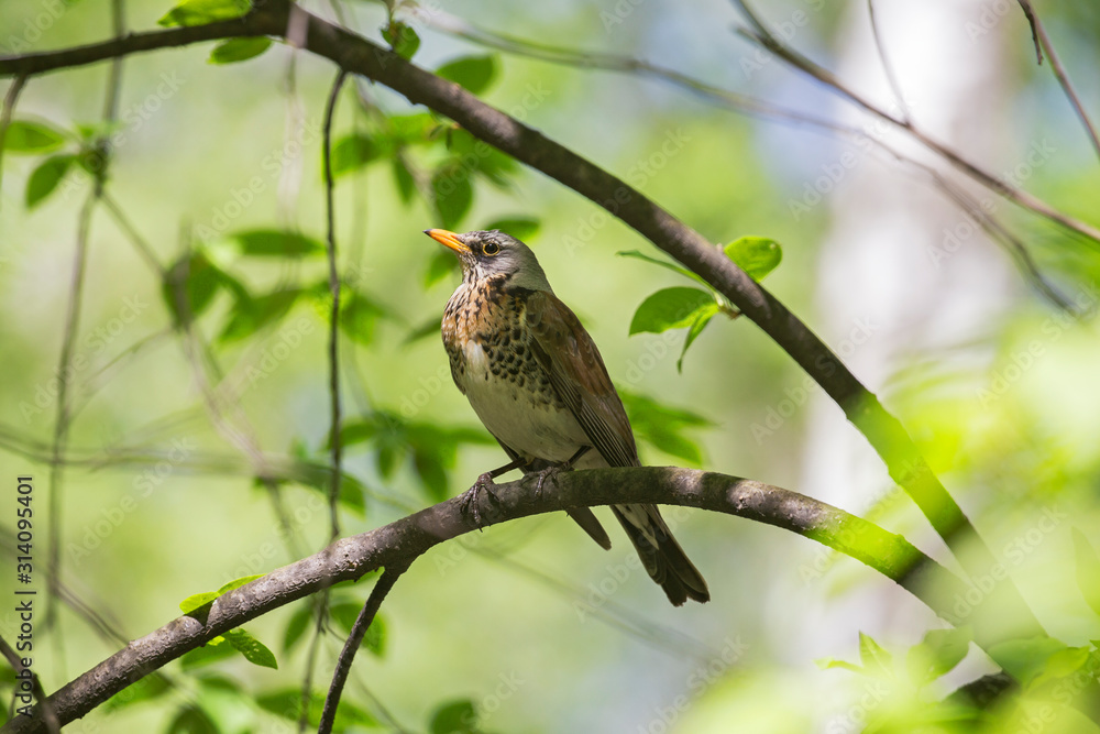 Fieldfare turdus pillaris sits on a branch among spring greens. Cute ...
