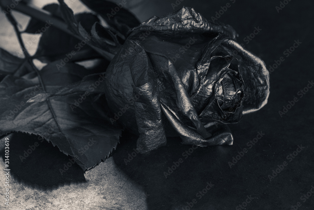 Black Rose. Concept, symbol of sorrow, melancholy and sad mood. Stock ...