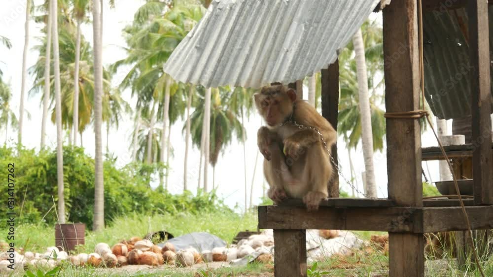 Vidéo Stock Cute monkey worker rests from coconut harvest collecting ...