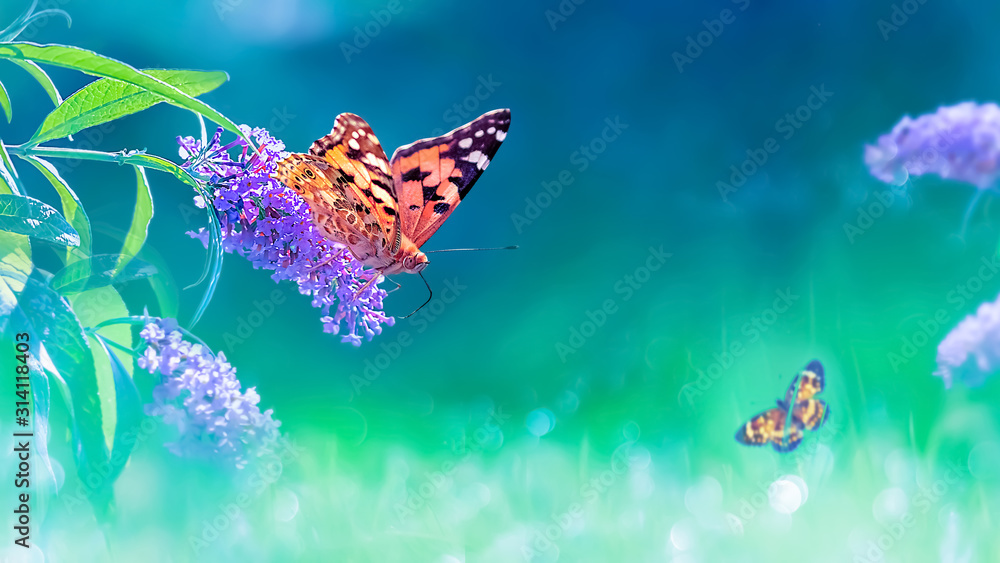 Beautiful butterflies and lilac summer flowers on a background of green ...
