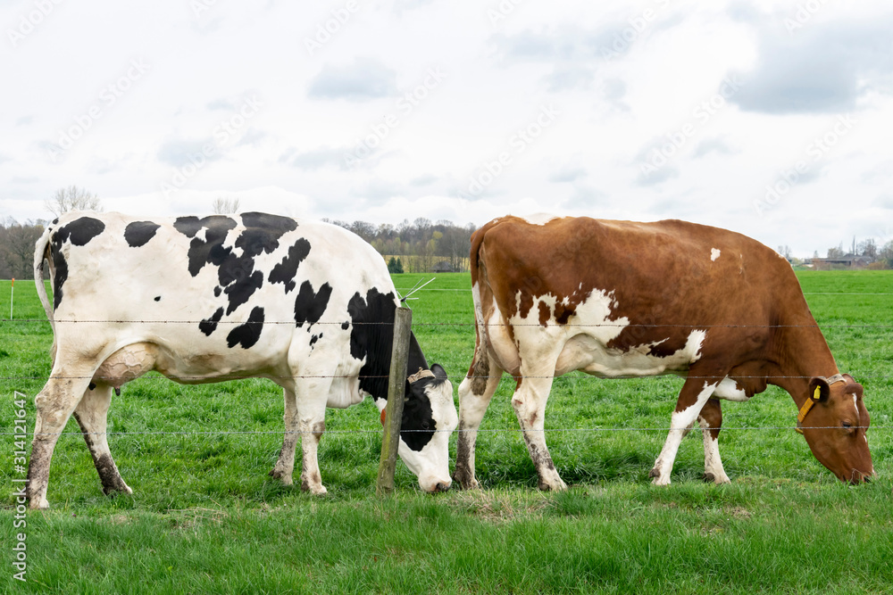 Cows of Dutch Holstein Friesian breed graze on a green farm field in ...