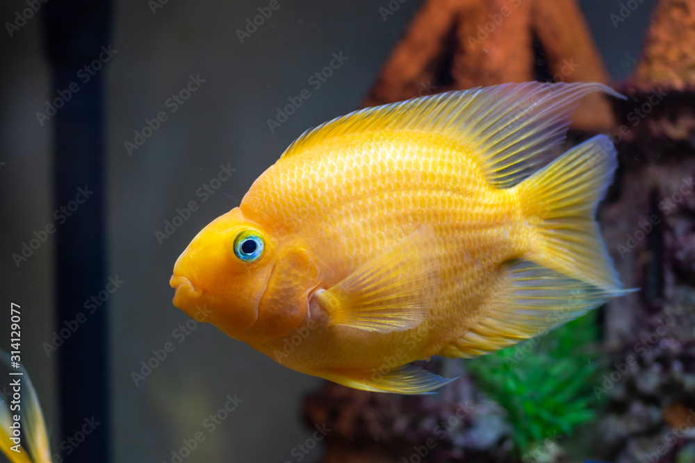 Red Parrot Fish Freshwater