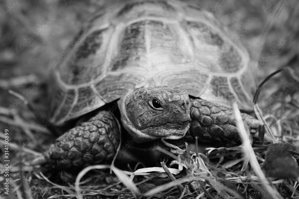 Black and white portrait of Russian steppe turtle (Testudo horsfieldii ...