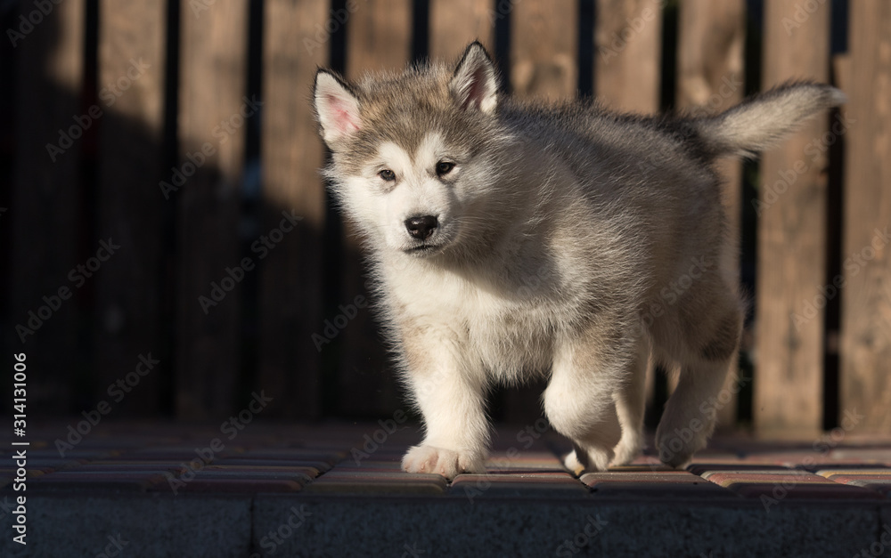 Wolf Grey Alaskan Malamute