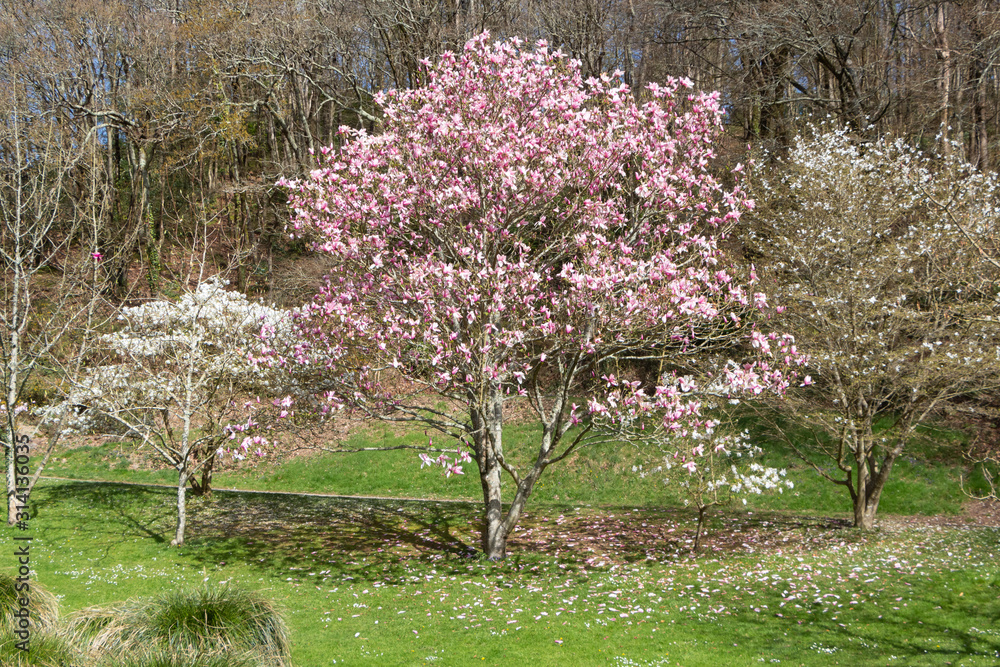 Magnolia trees with pink and white flowers in a park during spring ...