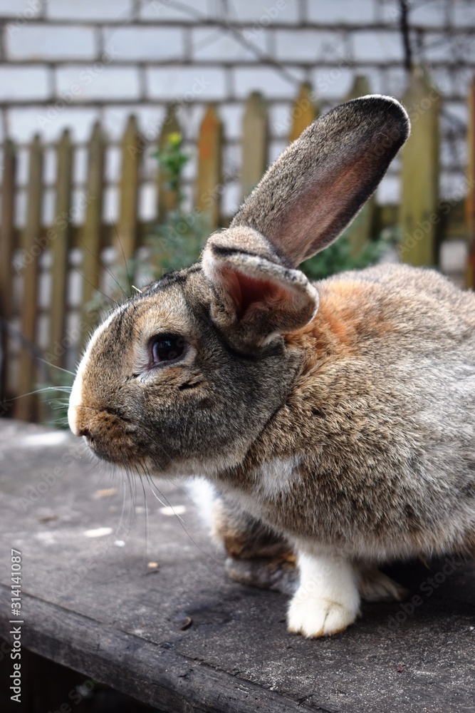 The Flemish Giant rabbit is a very large breed of domestic rabbit, and ...
