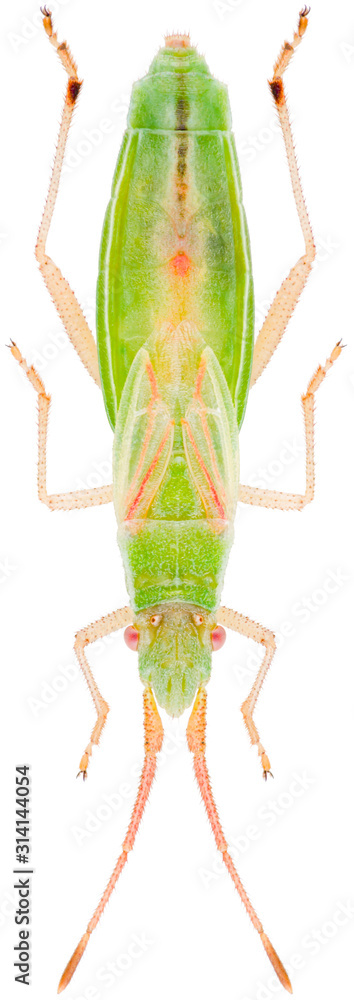 Myrmus miriformis is a genus of scentless plant bugs in the family ...