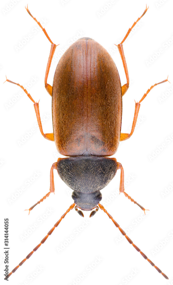 Isomira murina is a species of comb-clawed beetles belonging to the ...