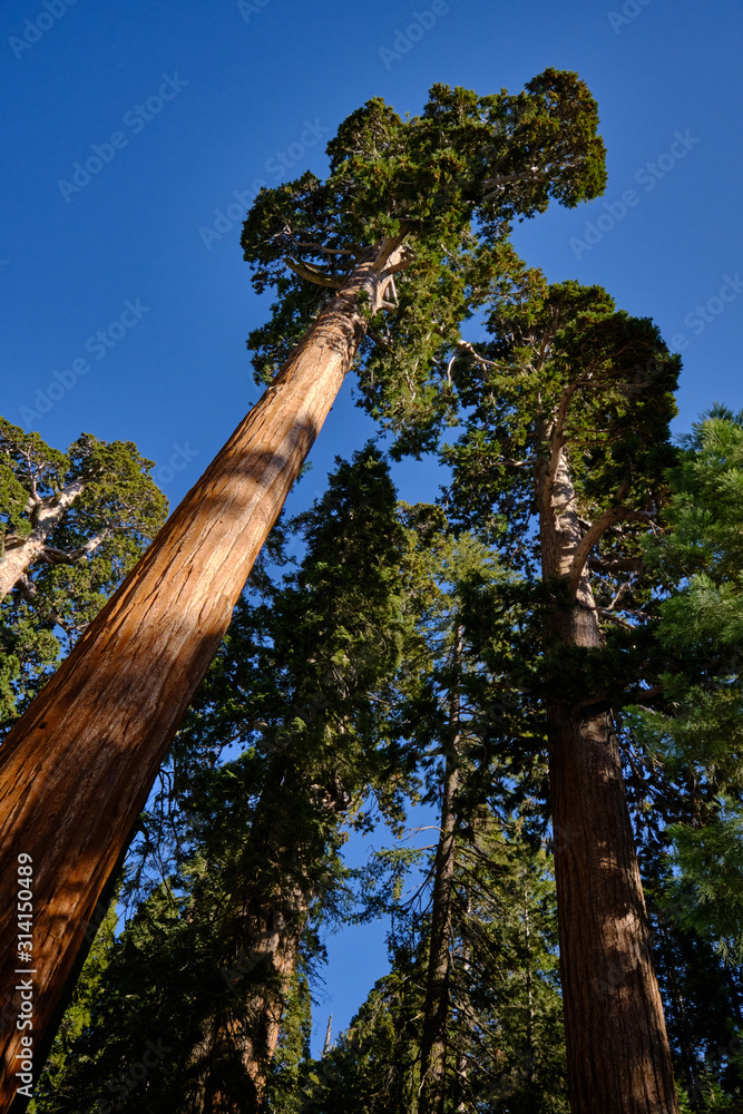 Winter scene among Giant Sequoias in Grants Grove, Kings Canyon ...