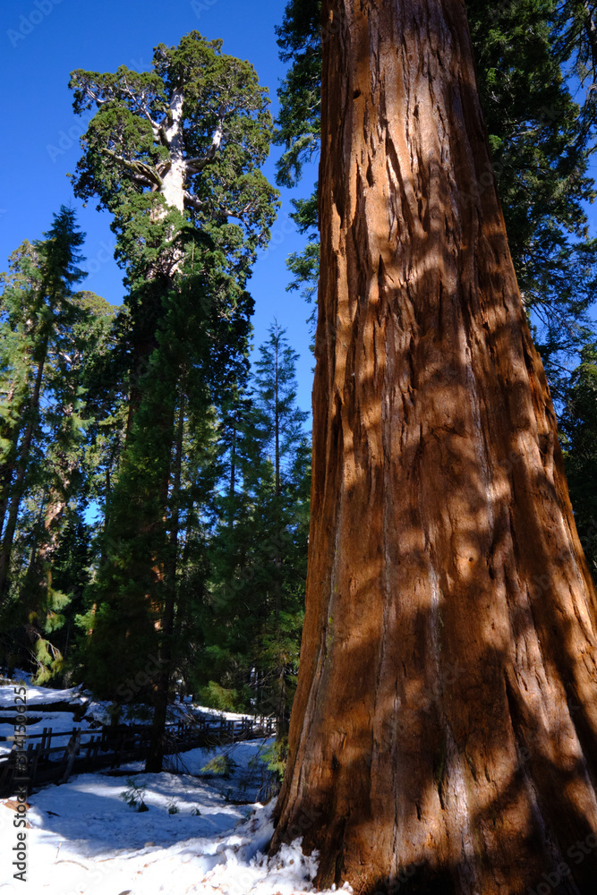 Winter scene among Giant Sequoias in Grants Grove, Kings Canyon ...