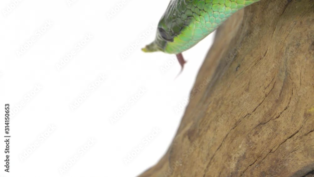 Rhinoceros Ratsnake or Rhynchophis Boulengeri. Also Known as Rhinoceros ...