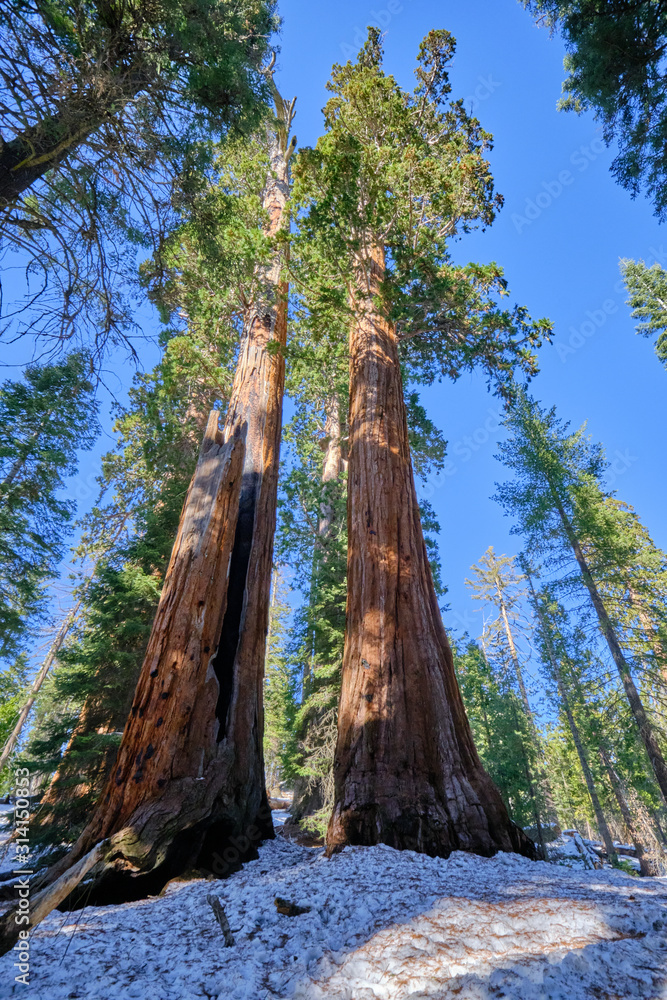 Winter scene among Giant Sequoias in Grants Grove, Kings Canyon ...
