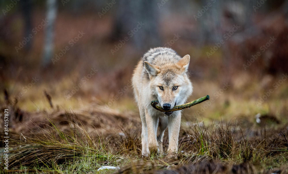 The wolf holds a bone in its mouth and walks through the forest ...