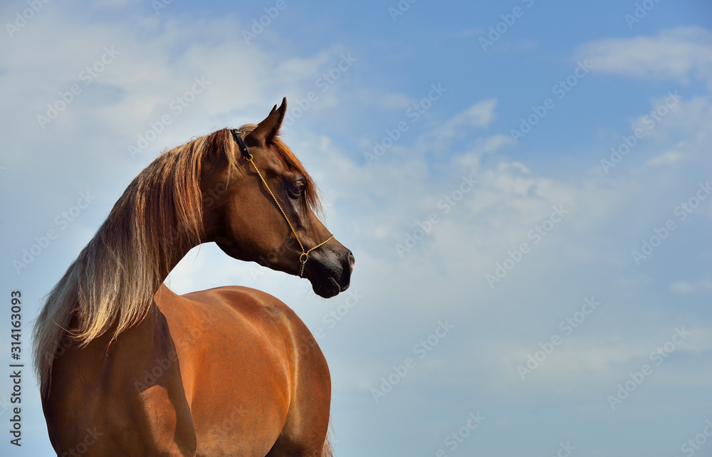 Bright Chestnut Horse