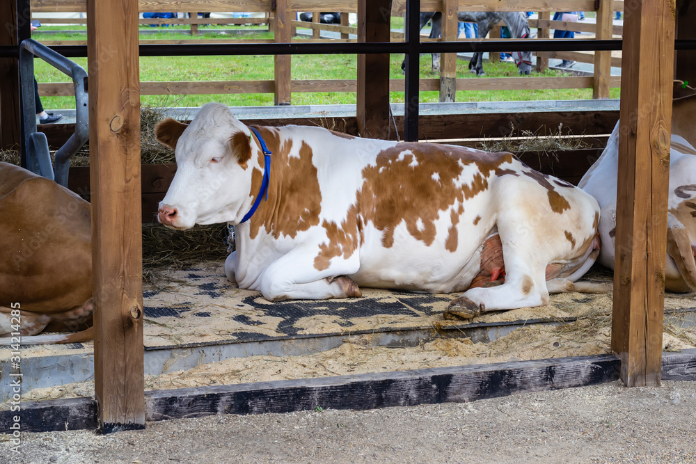 Purebred white red cow is resting in an open aviary. Agricultural ...