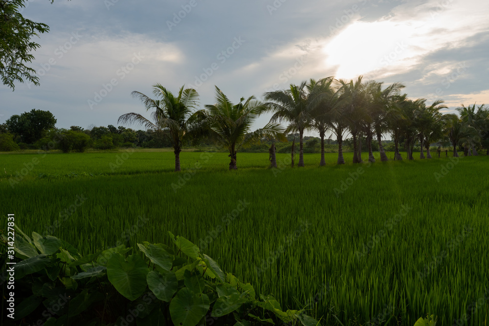 Rice field with water stream and row of palm trees on cloudy day in ...