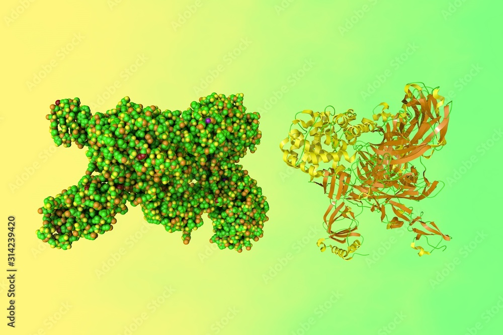 Space Filling Molecular Model And Crystal Structure Of The Human Complement C3b In Complex With