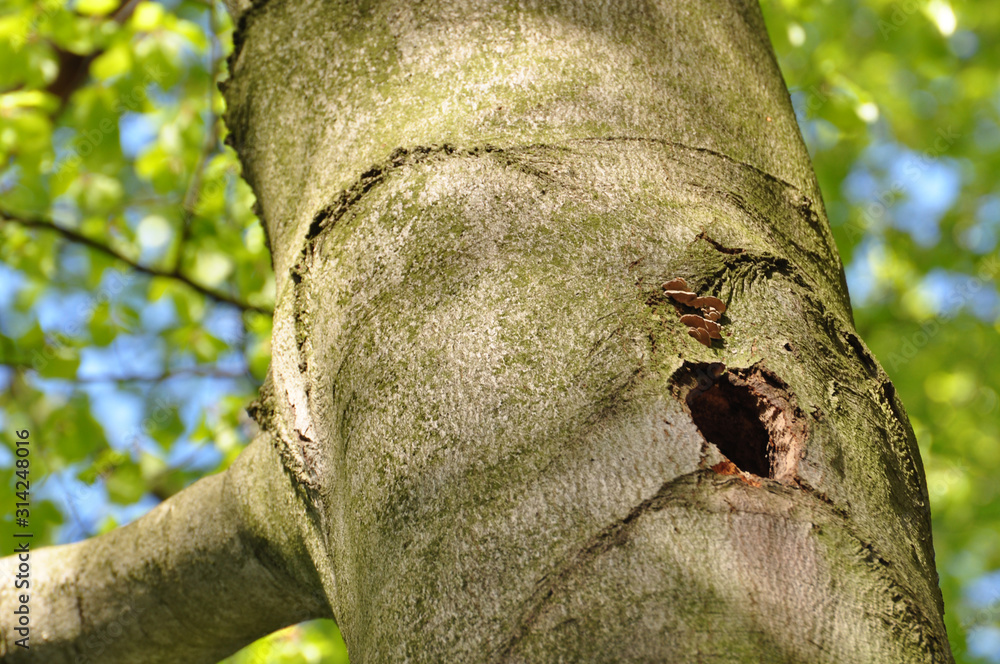 #Astloch im Baumstamm foto de Stock | Adobe Stock