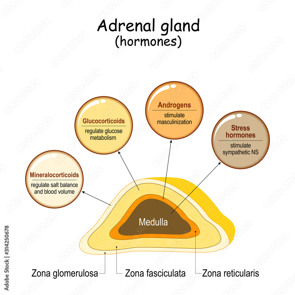 Hormones of the adrenal gland. Stock Vector | Adobe Stock