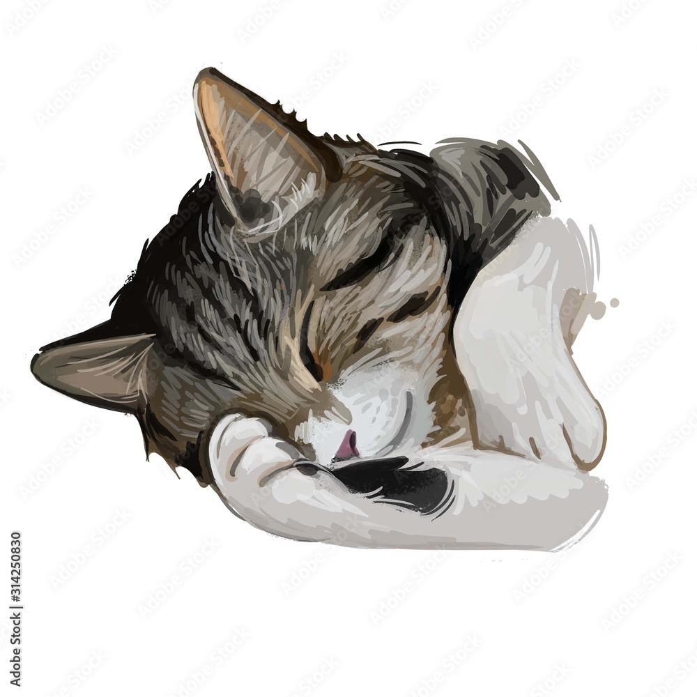 Cyprus or Cypriot cat isolated on white. Digital art illustration of ...