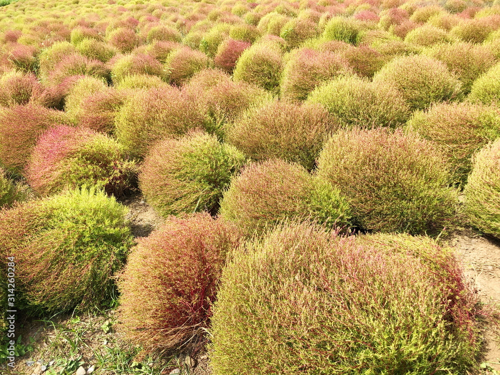 Bassia scoparia tree in Hitachi Seaside park. Ibaraki, Japan. Stock ...