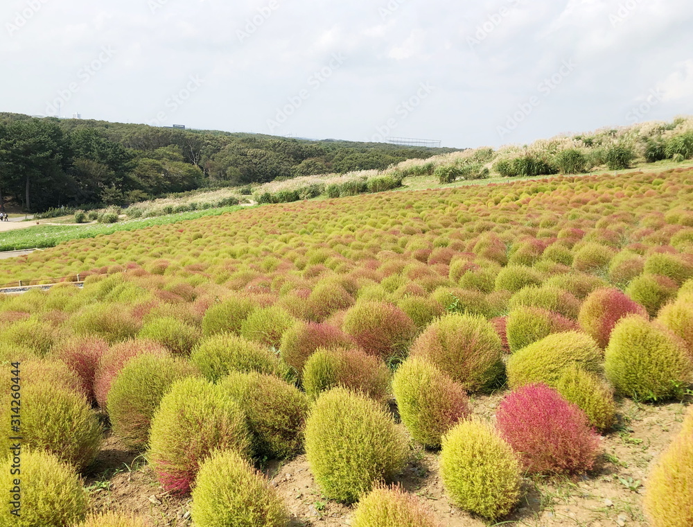 Bassia scoparia tree in Hitachi Seaside park. Ibaraki, Japan. Stock ...