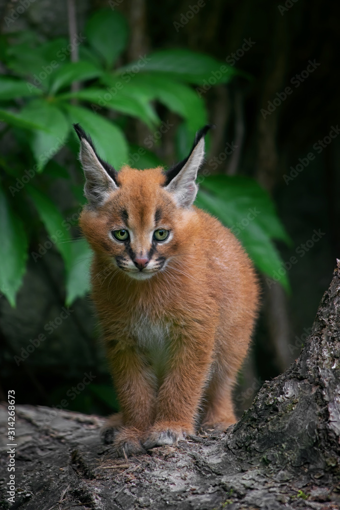 Caracal (Caracal caracal) Stock Photo | Adobe Stock