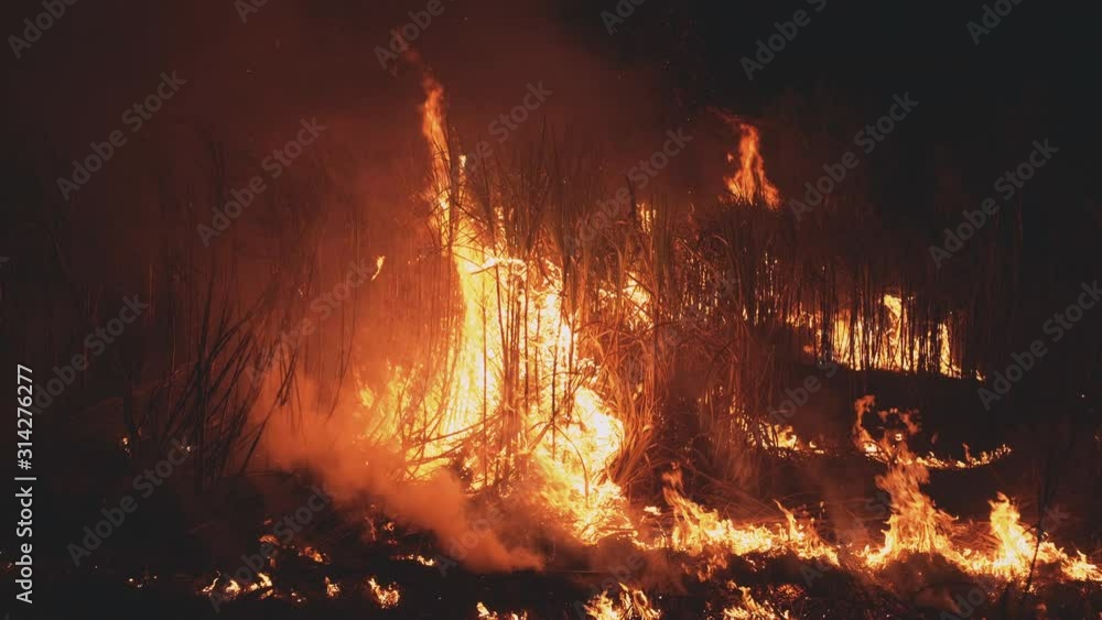 Burning cane field in Thailand.SUGARCANE FIRE for process to raw Sugar ...