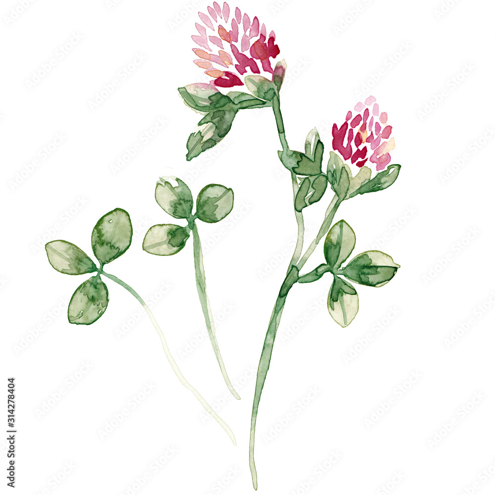 Klee Clover Aquarell rot rosa Wiesenblume Stock Illustration | Adobe Stock