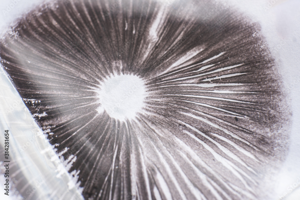Spore imprint of psilocybin fungi. Mycology and medicine. The ...