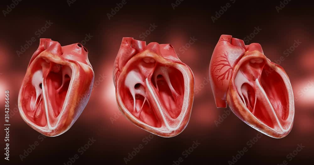 High quality 4k footage. Sectional anatomy of the heart. 3D rendering ...