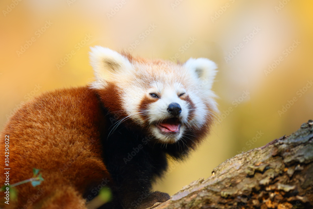 The red panda (Ailurus fulgens) , fire fox or lesser panda, the red ...