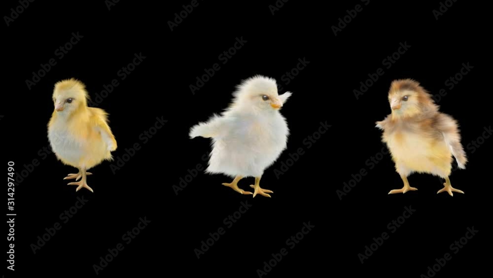 Baby Chickens Dance CG fur 3d rendering animal realistic composition 3d ...
