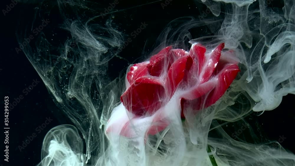 Beautiful red rose on a space background. White watercolor ink in water ...