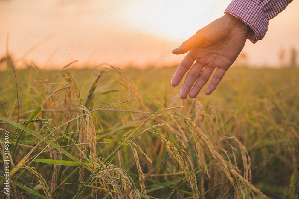Hand holding the golden rice paddy in the rice field. Stock Photo ...